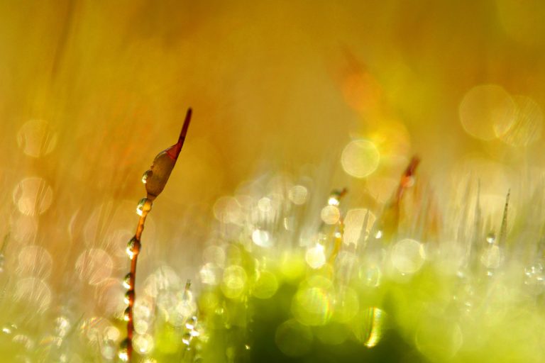 ZomerZin expositie "Mystic Lights" - macro-fotografie door Ronald ...