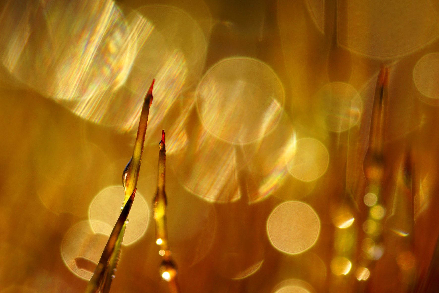 ZomerZin expositie “Mystic Lights” - macro-fotografie door Ronald ...